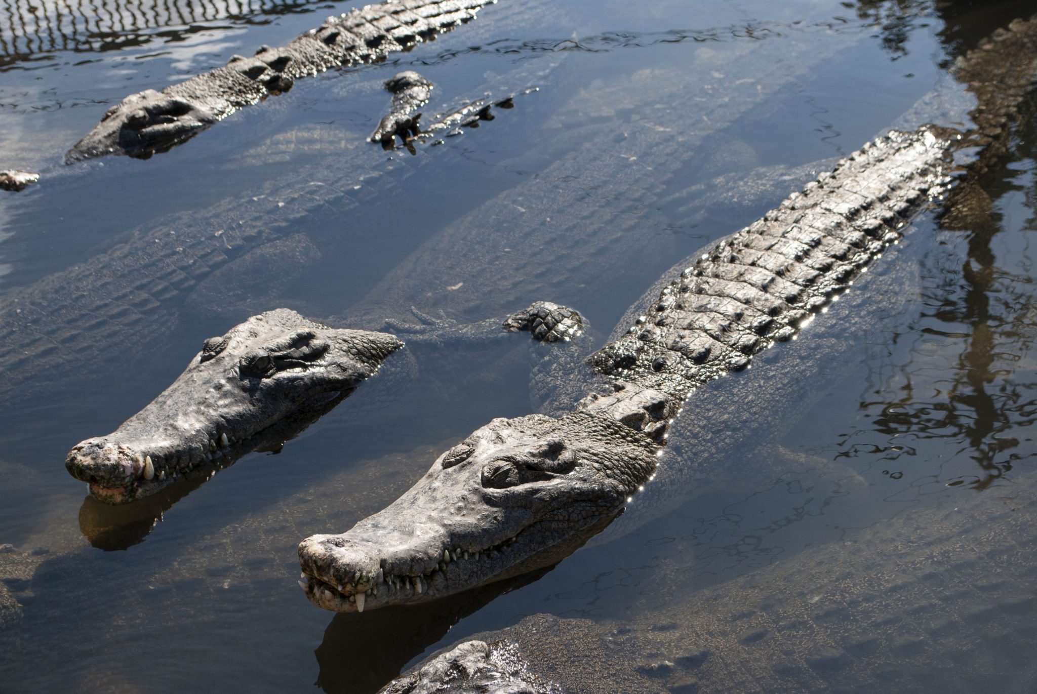 What Are The Beppu Hells? A Close Look At Jigoku Meguri - Enjoy Onsen